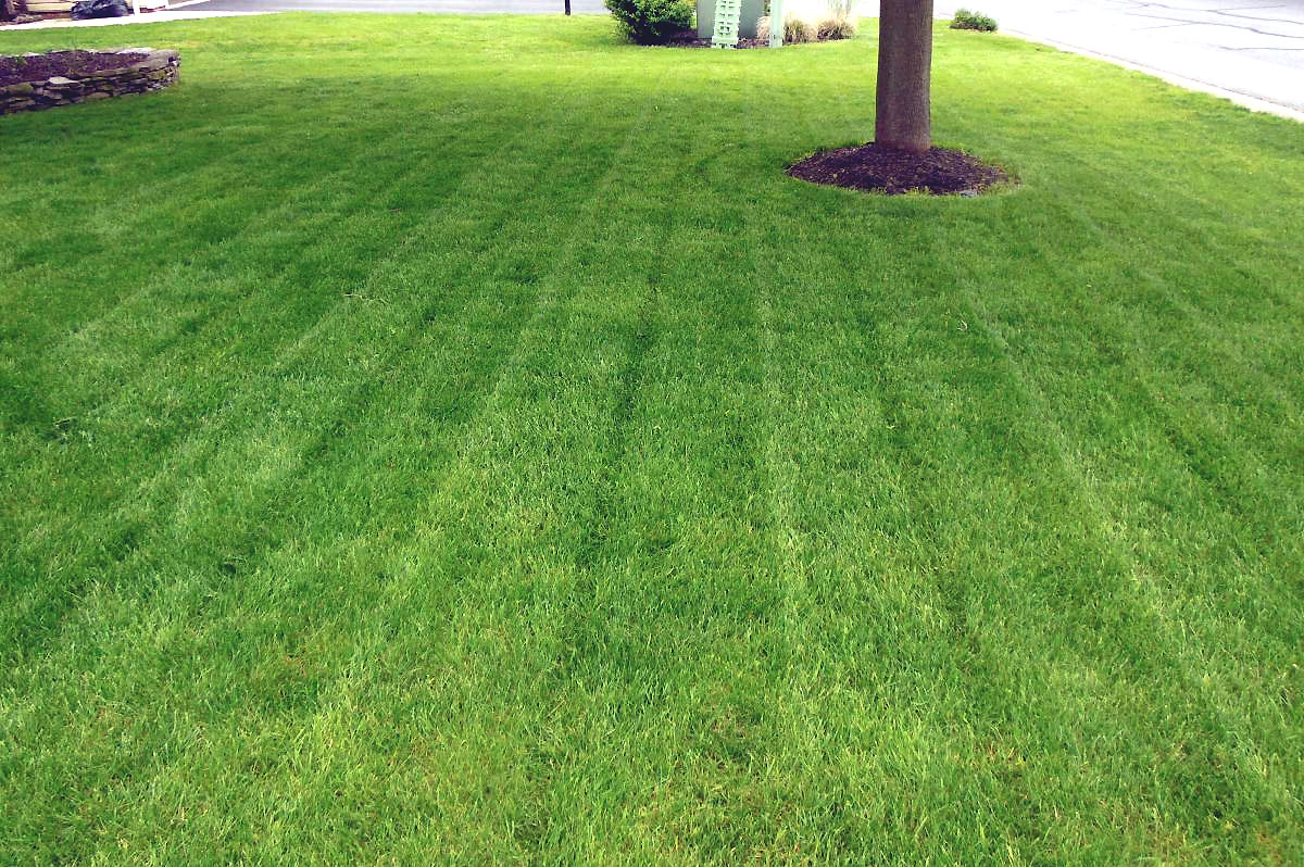 Lawn World What Is A Lawn 