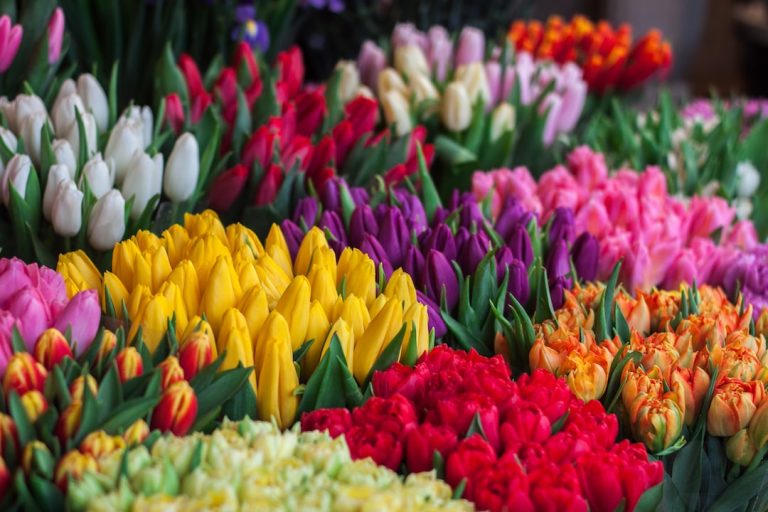 From Bulb to Bloom: The Timeline of Tulip Growth – How Long Does it ...